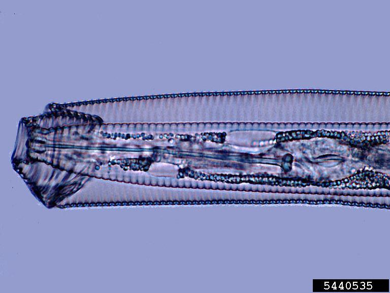 sheath nematode (Genus Hemicycliophora)