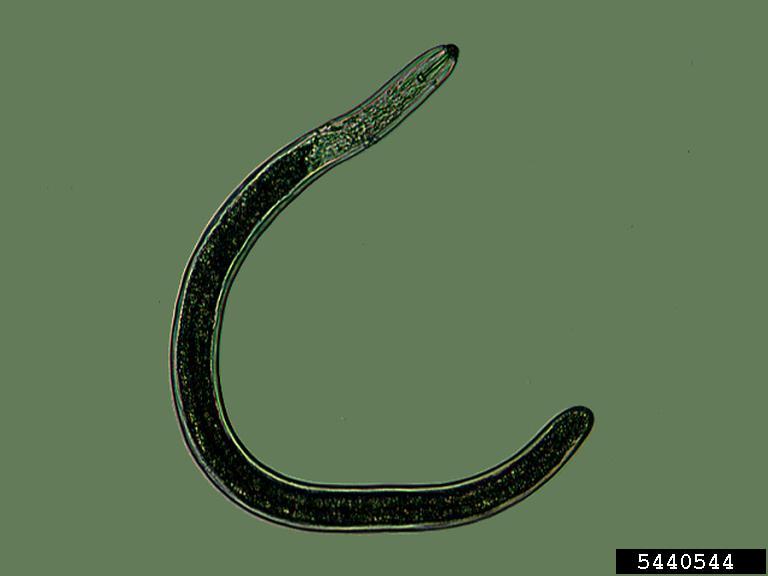 lance nematodes (Genus Hoplolaimus (von Daday, 1905))