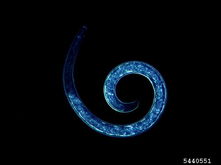 spiral nematodes (Genus Helicotylenchus)