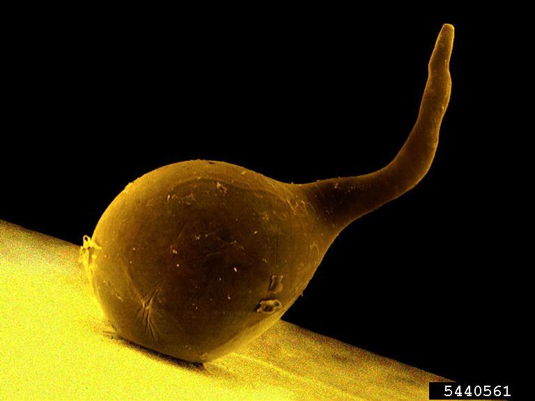 root-knot nematode (Genus Meloidogyne)