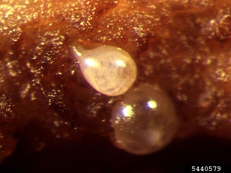 root-knot nematode (Genus Meloidogyne)