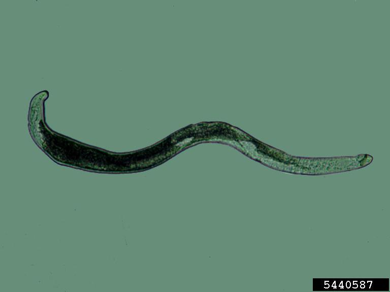 root-knot nematode (Genus Meloidogyne)