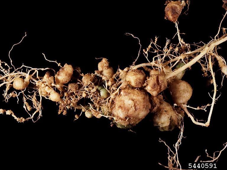 root-knot nematode (Genus Meloidogyne)