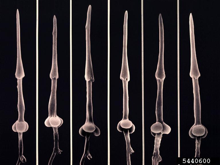 northern root-knot nematode (Meloidogyne hapla Chitwood)