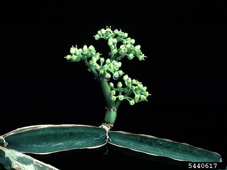 veldt-grape (Cissus quadrangularis L.)