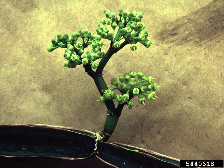 veldt-grape (Cissus quadrangularis)