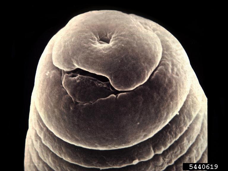 northern root-knot nematode (Meloidogyne hapla Chitwood)
