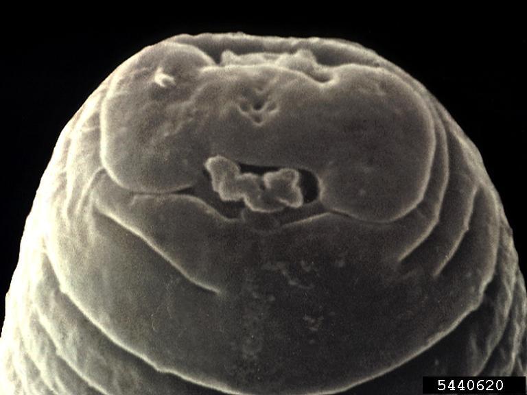 Southern root-knot nematode (Meloidogyne incognita (Kofoid & White))