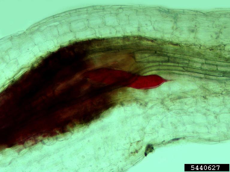 root-knot nematode (Genus Meloidogyne)