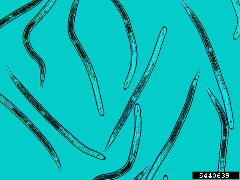 lesion nematode, Pratylenchus spp. (Tylenchida: Pratylenchidae) - 5440639