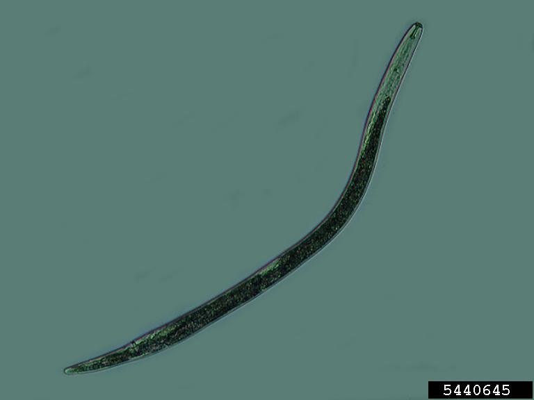 lesion nematode (Genus Pratylenchus)