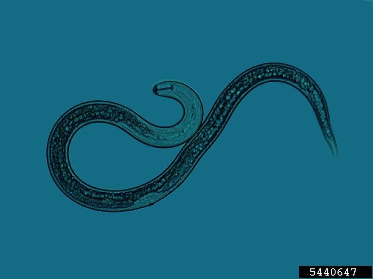 lesion nematode (Genus Pratylenchus)