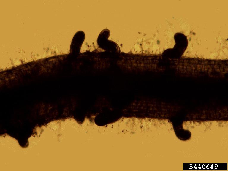 reniform nematode (Rotylenchulus reniformis Linford & Oliveira)
