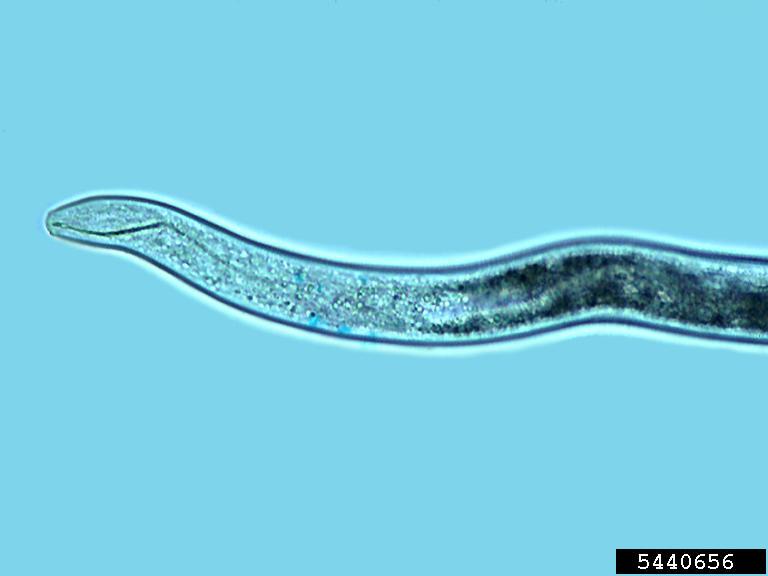 stubby root nematodes (Genus Paratrichodorus Siddiqi, 1973)