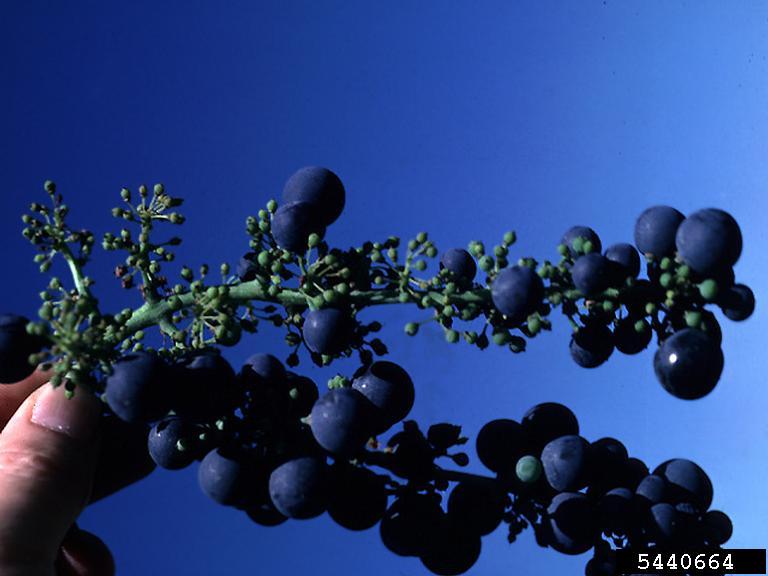 California dagger nematode (Xiphinema index)