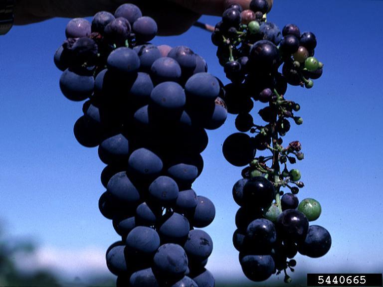 California dagger nematode (Xiphinema index)