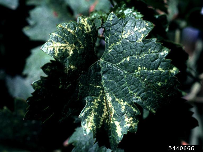 California dagger nematode (Xiphinema index)