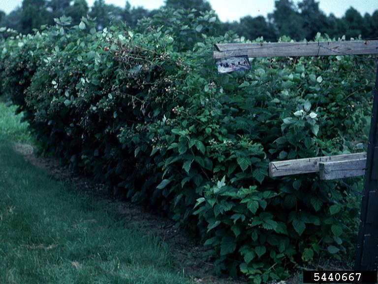 cane fruit (blackberry, raspberry) (Genus Rubus)