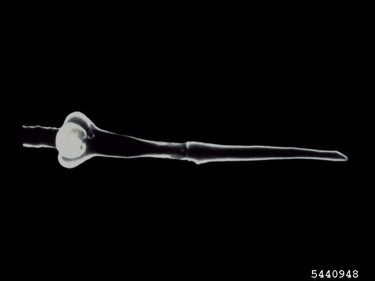 northern root-knot nematode (Meloidogyne hapla Chitwood)