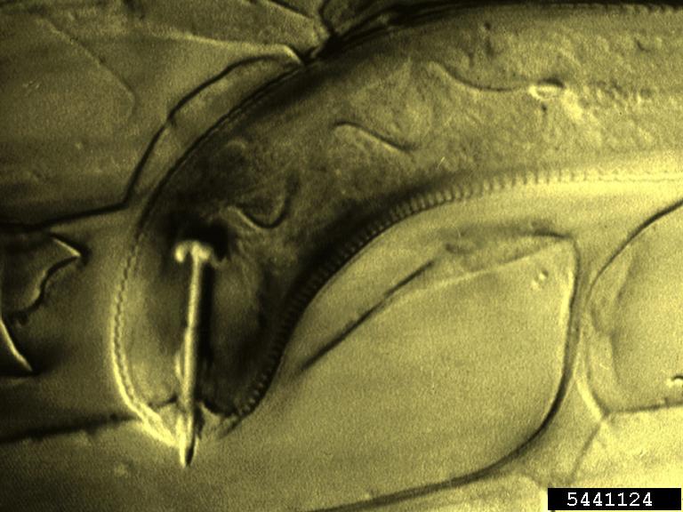 sugar beet cyst nematode (Heterodera schachtii Schmidt)