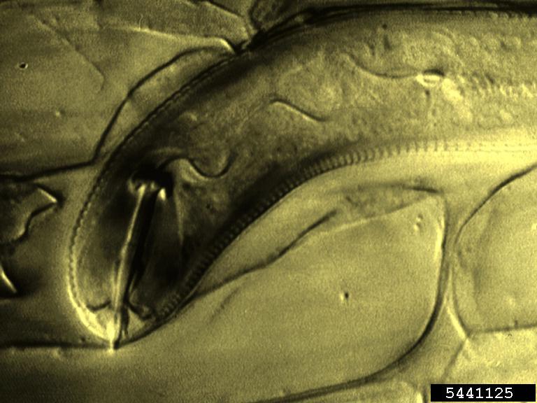 sugar beet cyst nematode (Heterodera schachtii)