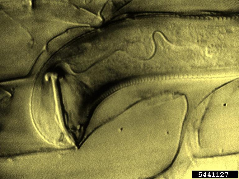 sugar beet cyst nematode (Heterodera schachtii)