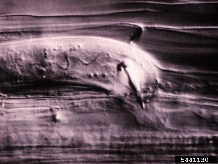 sugar beet cyst nematode (Heterodera schachtii)