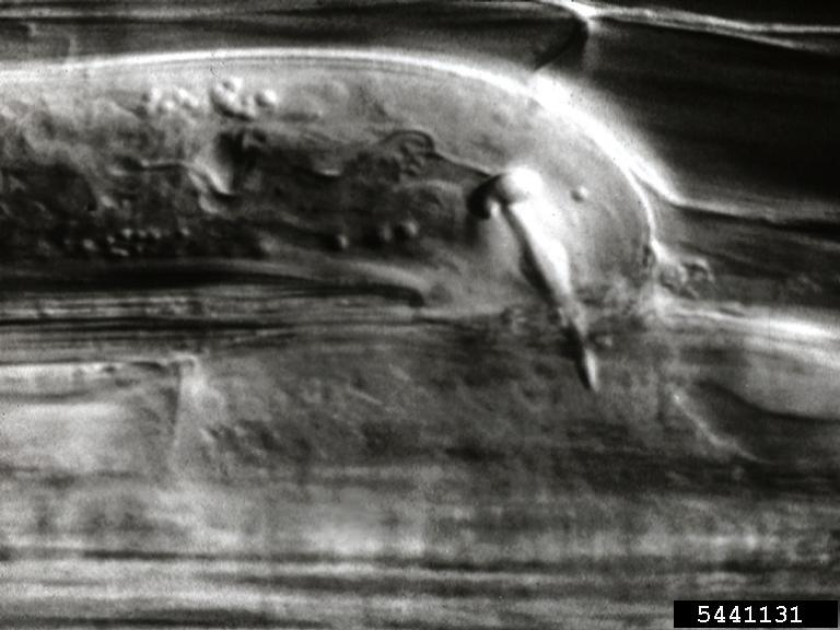sugar beet cyst nematode, Heterodera schachtii (Tylenchida ...