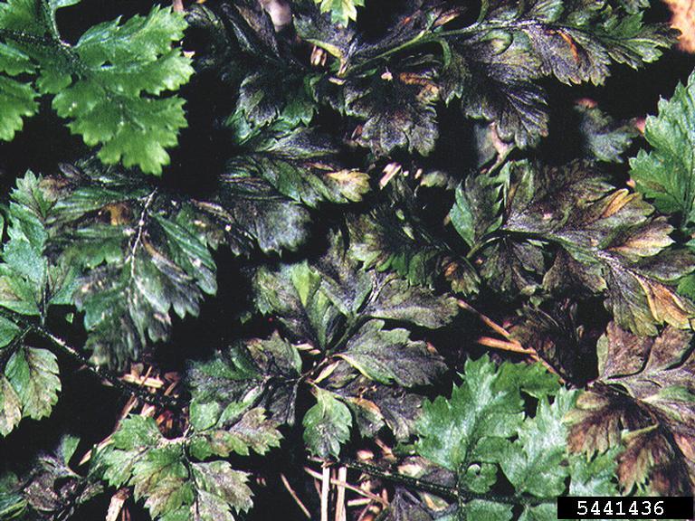 foliar nematodes (Genus Aphelenchoides Fischer, 1894)