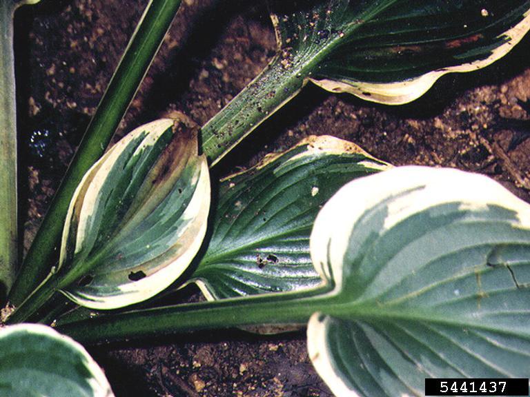 foliar nematodes (Genus Aphelenchoides)
