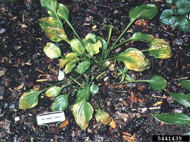 foliar nematodes (Genus Aphelenchoides Fischer, 1894)