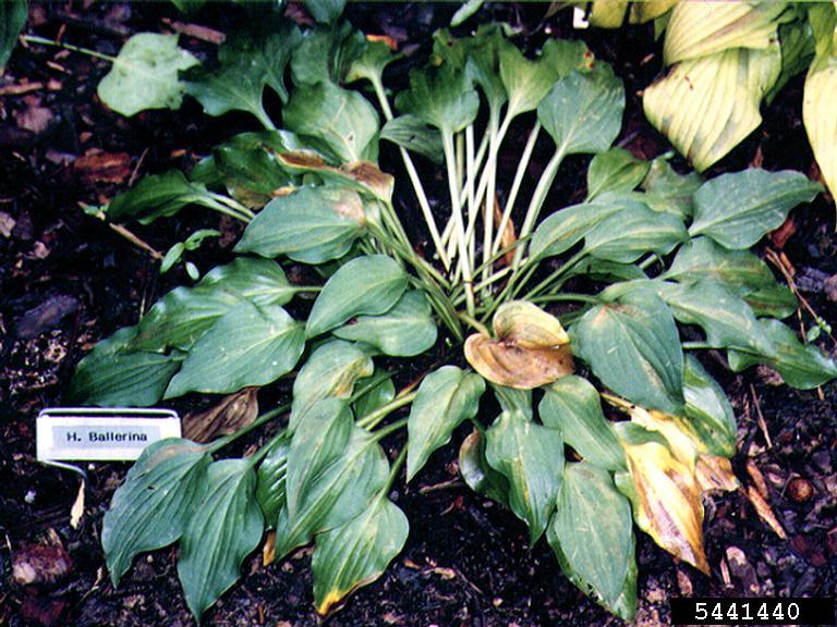 foliar nematodes (Aphelenchoides spp. ) on hosta (Hosta spp. ) - 5441440