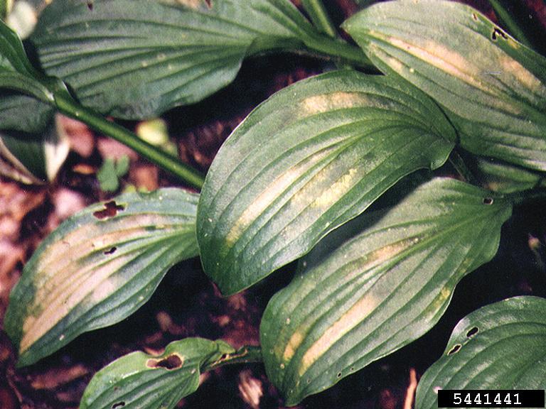 foliar nematodes (Genus Aphelenchoides Fischer, 1894)