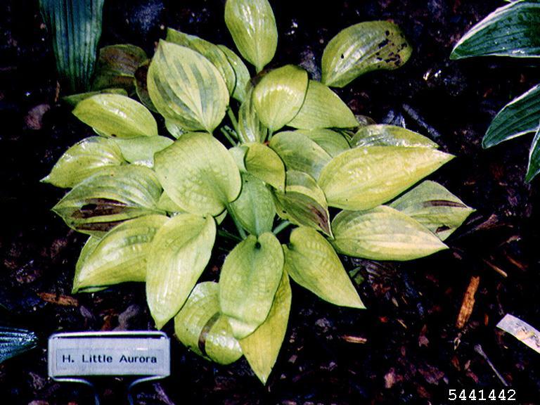 foliar nematodes (Genus Aphelenchoides)