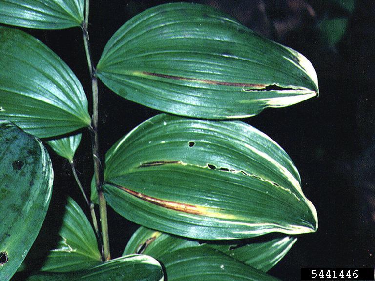 foliar nematodes (Genus Aphelenchoides Fischer, 1894)