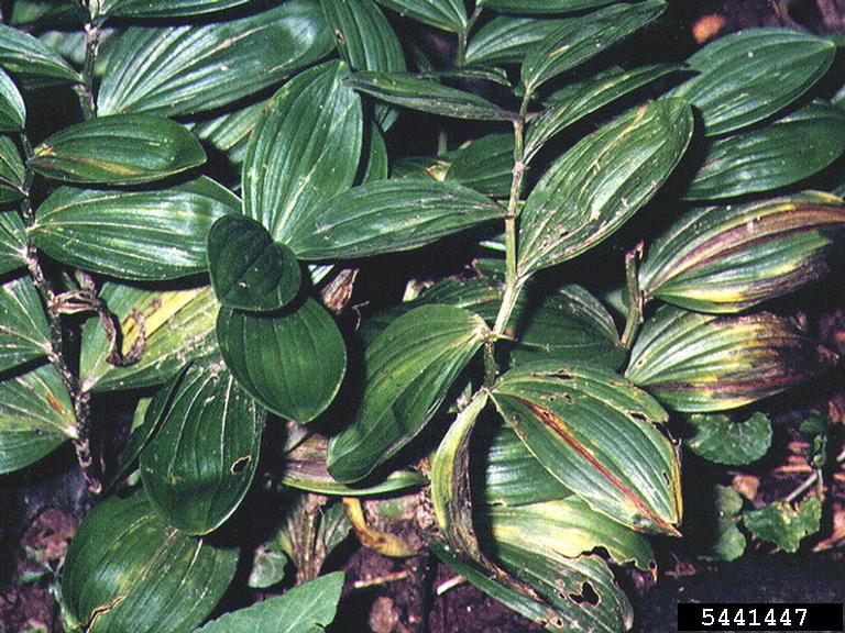 foliar nematodes (Genus Aphelenchoides Fischer, 1894)