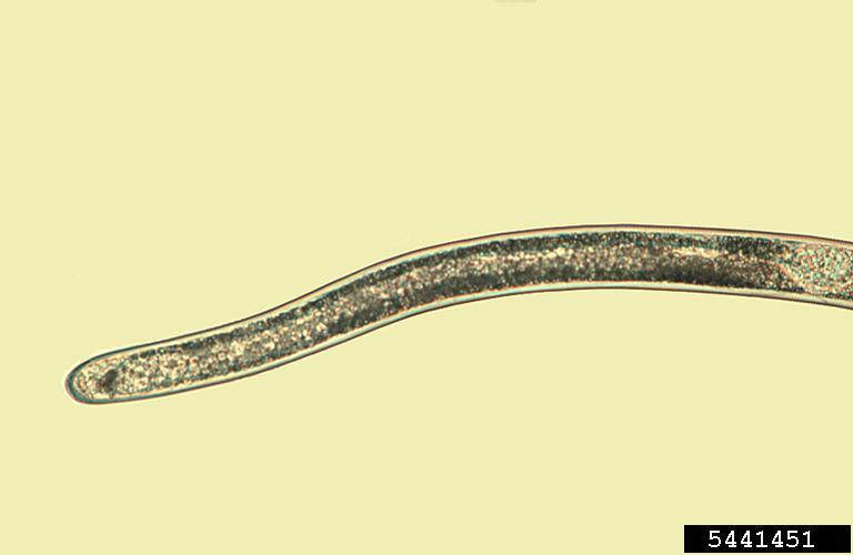 cyst nematode (Genus Dolichodorus Cobb, 1914)