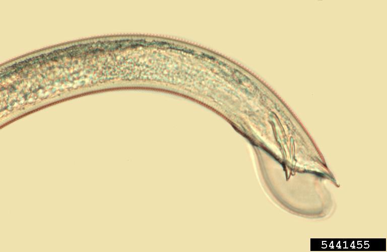 cyst nematode, Dolichodorus spp. (Tylenchida: Heteroderidae) - 5441455