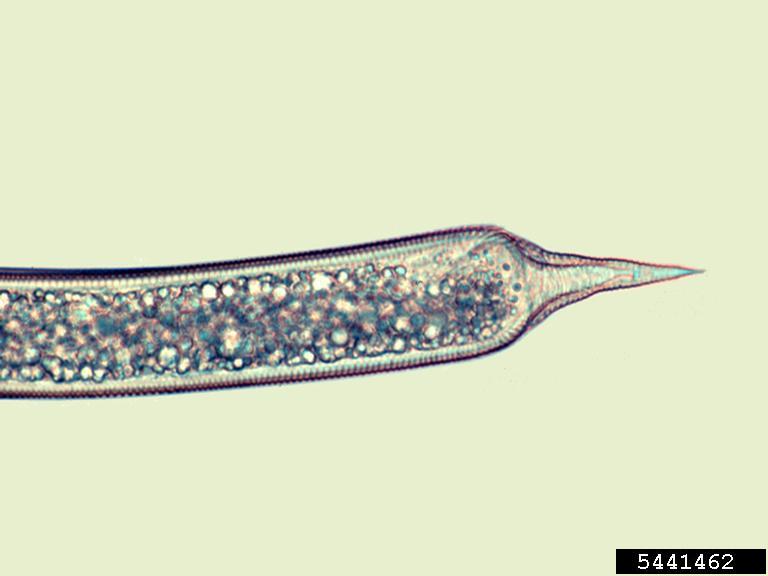 cyst nematode (Genus Dolichodorus Cobb, 1914)