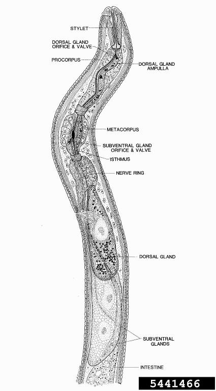 soybean cyst nematode (Heterodera glycines Ichinohe)