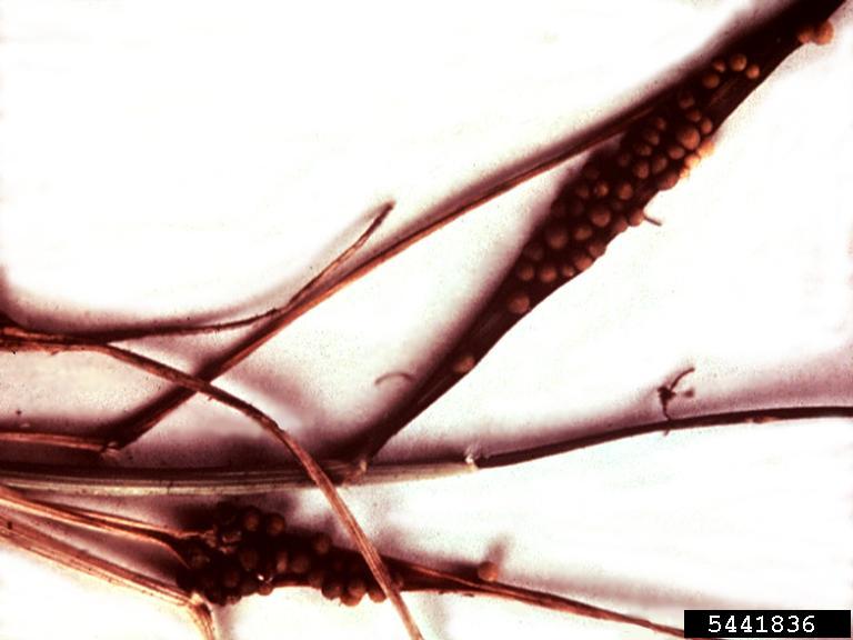 bentgrass nematode (Anguina agrostris)