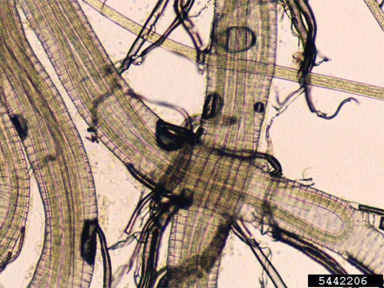 pine wilt nematode, Bursaphelenchus xylophilus (Aphelenchida ...