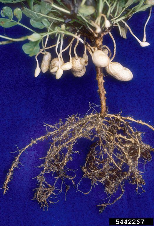 peanut root-knot nematode (Meloidogyne arenaria (Neal) Chitwood)