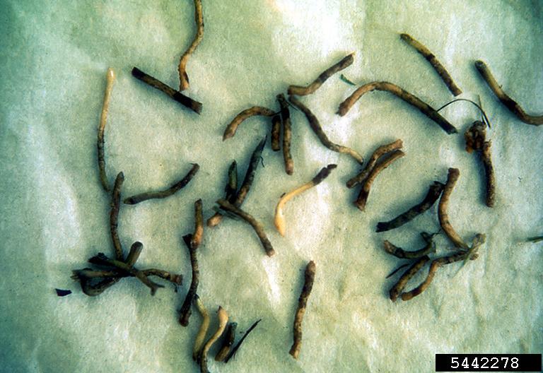 smooth-headed lesion nematode (Pratylenchus brachyurus (Godfrey, 1929 ...