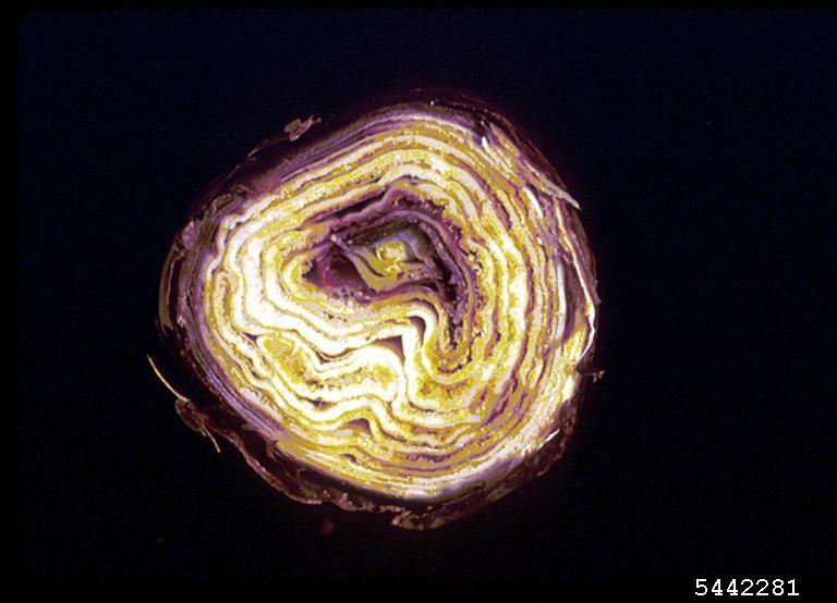 alfalfa stem nematode (Ditylenchus dipsaci (Kühn) Filipjev)