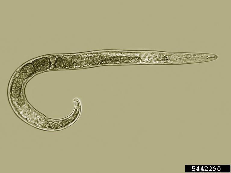 lesion nematode (Genus Pratylenchus)