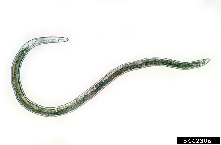 spiral nematode (Rotylenchus buxophilus Golden, 1956)