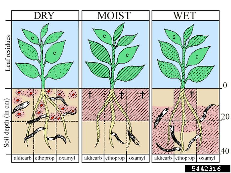 nematodes, roundworms, threadworms (Phylum Nematoda)