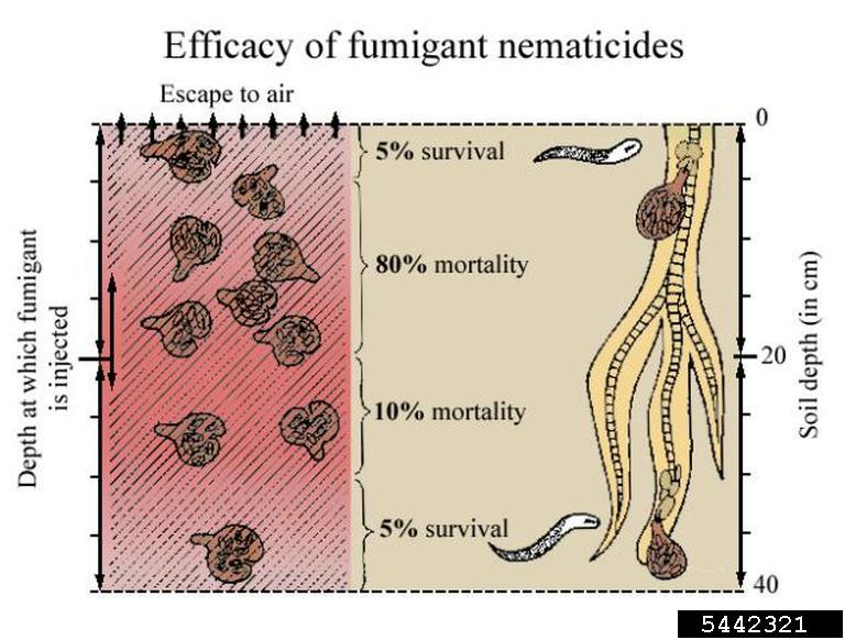 nematodes, roundworms, threadworms (Phylum Nematoda)