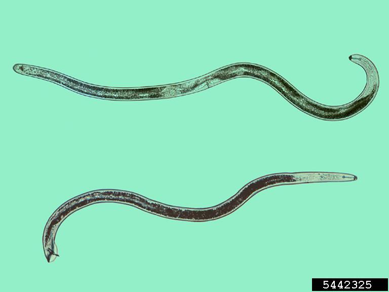 Cobb's lance nematode (Hoplolaimus galeatus)